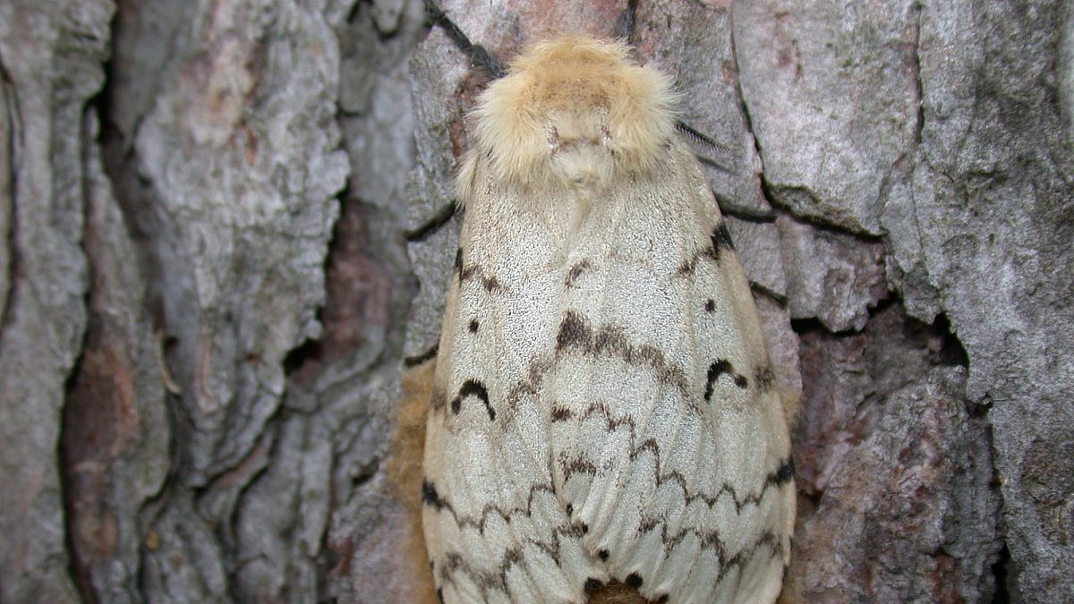 Spread of the gypsy moth continues across state – Forest Data Network
