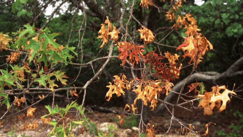 Oak wilt moves further north, threatening more Wisconsin oak – Forest ...